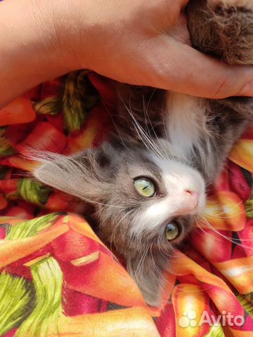 Крупный Ушастый Усатый котенок 3,5 мес ищет семью