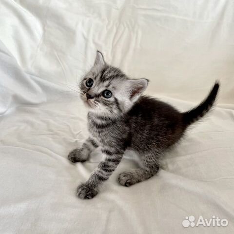 Британские котята