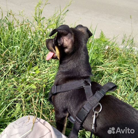 Собачка ищет дом