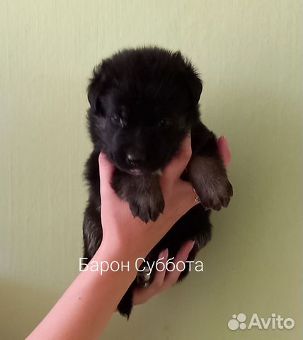 Щенки восточноевропейской овчарки