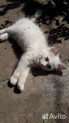 Кошка в добрые руки