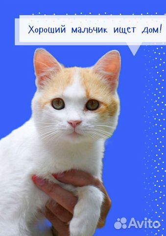 Кот без хлопот