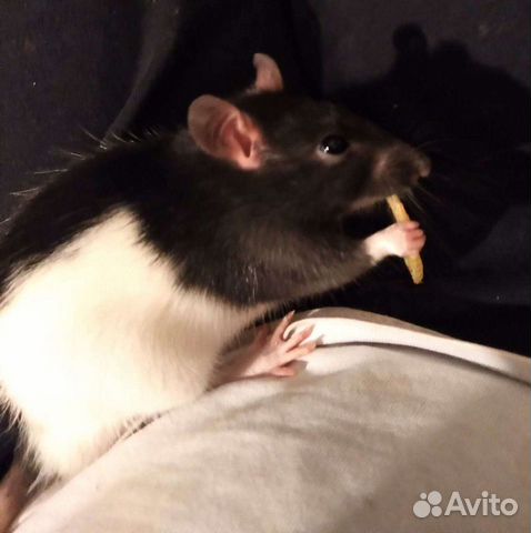 Крыса домашняя