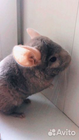 Шиншилла Мальчик