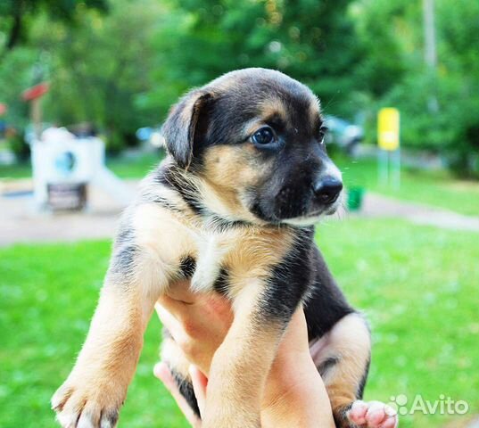 Мальчик-красавчик ищет дом