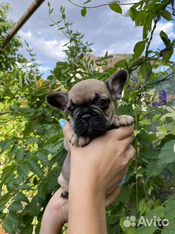 Французский бульдог mini