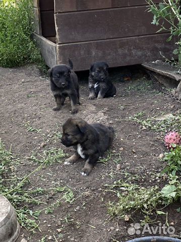Щенки сторожевой дворняги
