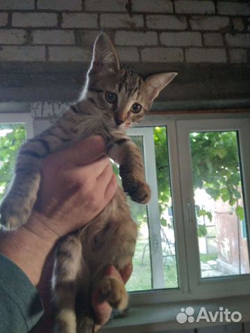 Кошки