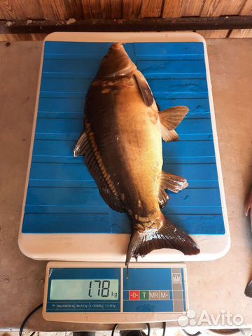 Живая рыба для пруда