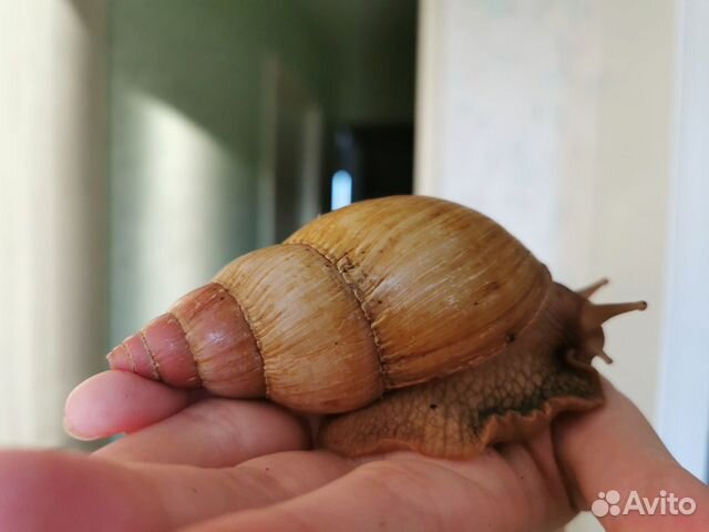 Ахатина фулика родация (ярко-розовый апекс)