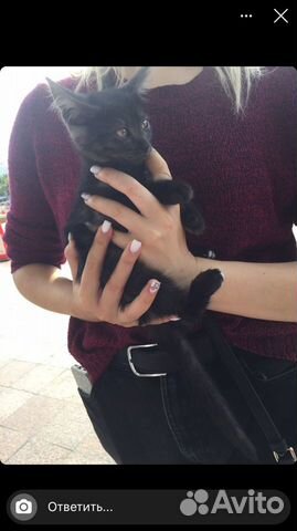 Котёнок