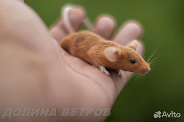 Декоративная трёхцветная мышка