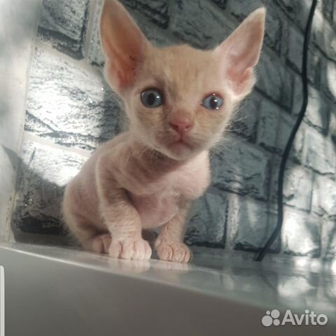 Котята сфинкс бесплатно