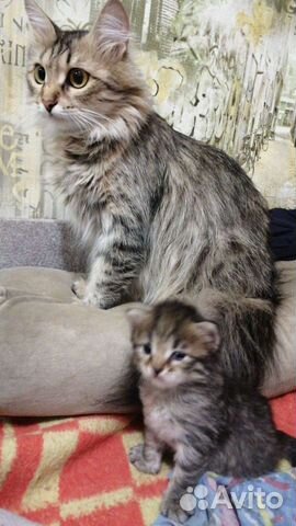 Сибирские, очень красивые и пушистые котятки. Прод