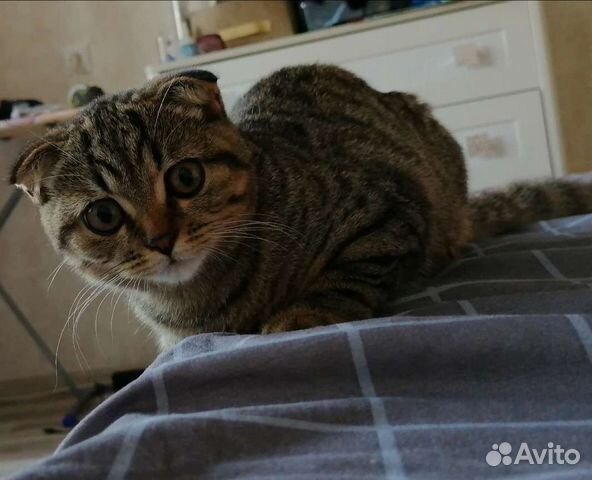 Шотландская вислоухая кошка
