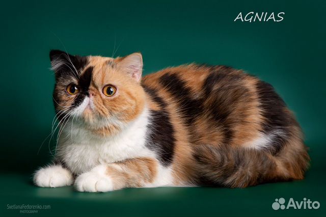 Котята экзотической породы