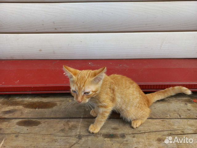 Кошки