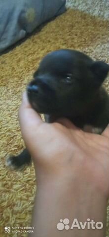 Продаю щенят (4 )