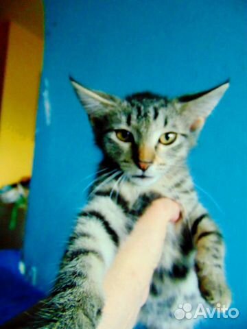 Веселая девчонка-озорница