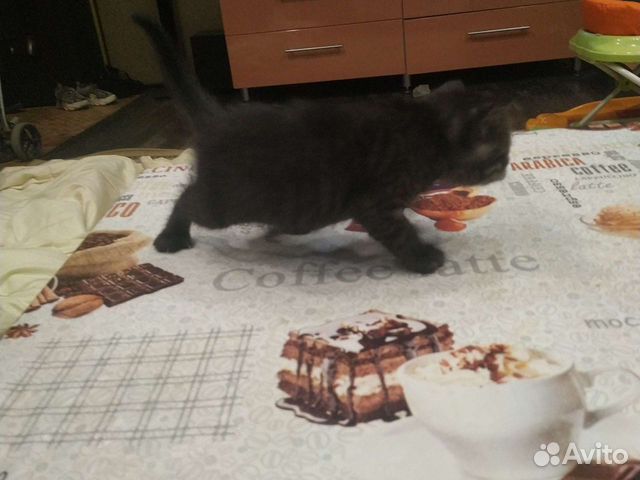 Котенок мама шотландская вислоухая