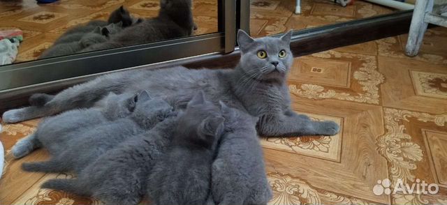 Британские котята