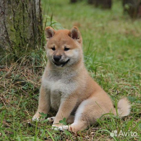 Рыжуличка красотулечка