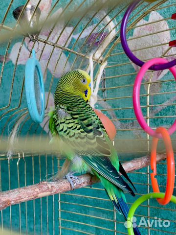 Волнистый попугай самец в добрые руки