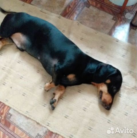 Случка собак