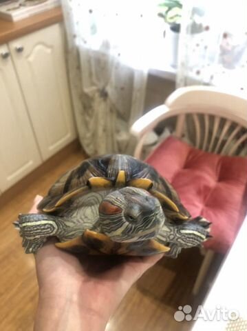 Черепаха бесплатно