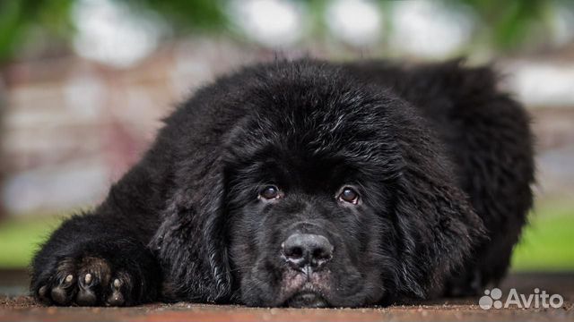 Подрощенные щенки ньюфаундленда