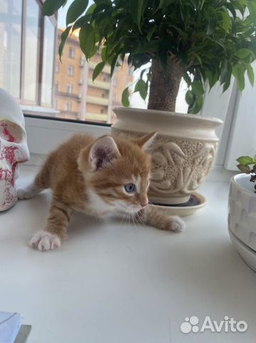Рыжий котенок