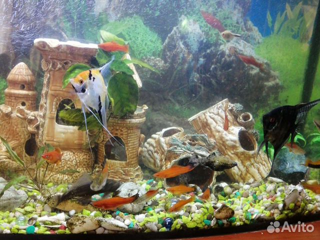 Рыбки меченосцы