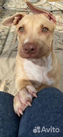 Питбуль, остался последний малыш