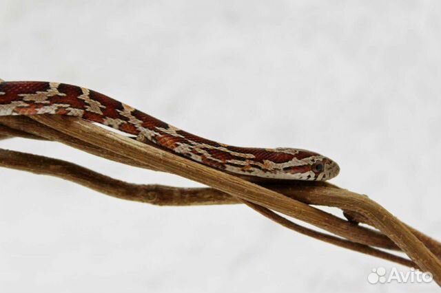 Маисовые полозы