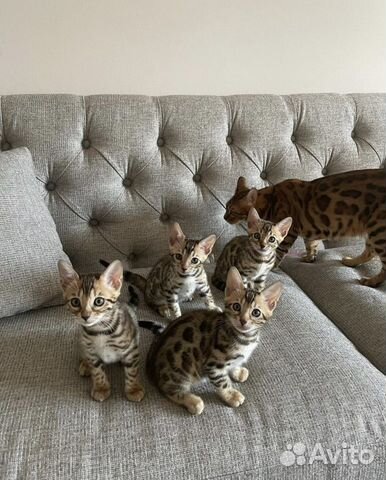 Бенгальские котята