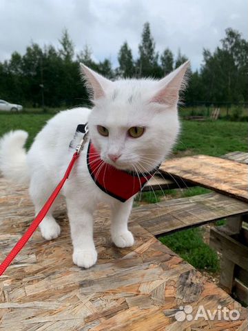 Красавица кошка ищет дом, в добрые руки