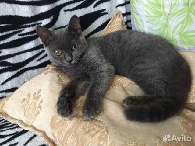 Отдадим в добрые руки прекрасную кошечку