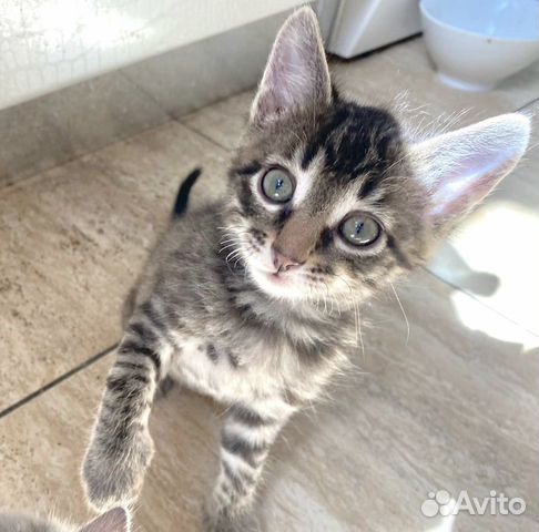 Котенок мальчик 2 мес