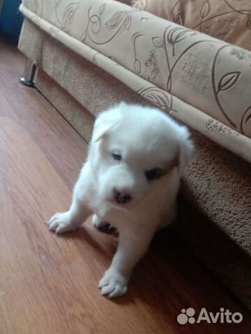 Отдам в хорошие руки