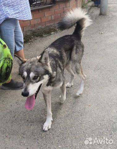 Собаки бесплатно в добрые руки