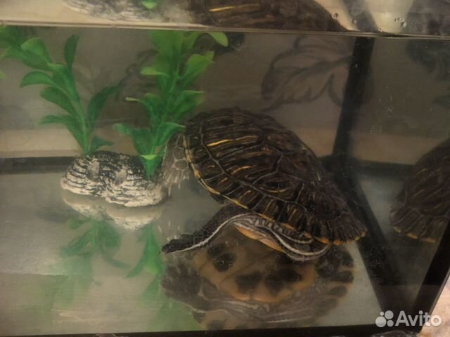 Черепаха коасноухая отдам в хорошие руки вмесье ак