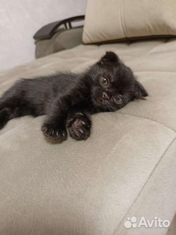 Котёнок в дар