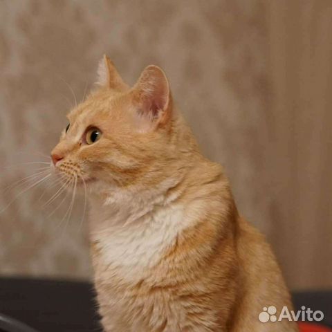 Кошка Персик