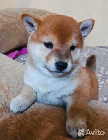 Щенки Сиба Ину (мини Акита, Хатико)