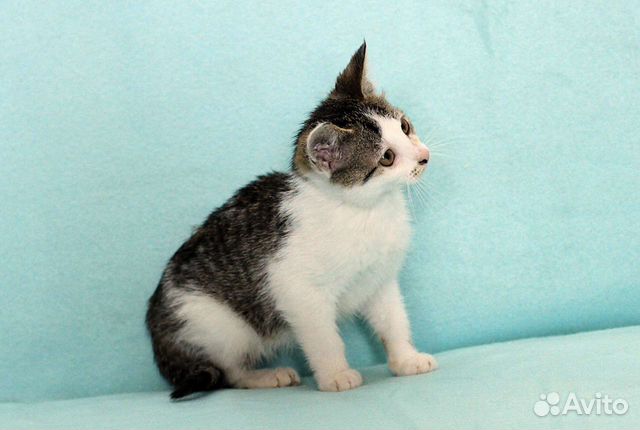 Котенок в добрые руки