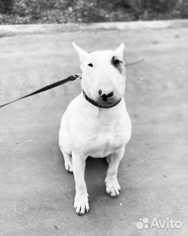 Бультерьер