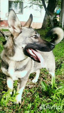 Коротколапое чудо