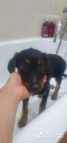 Ягдтерье(по виду)