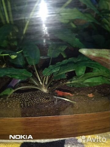 Сомик анцистр