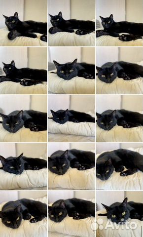 Кот ищет дом